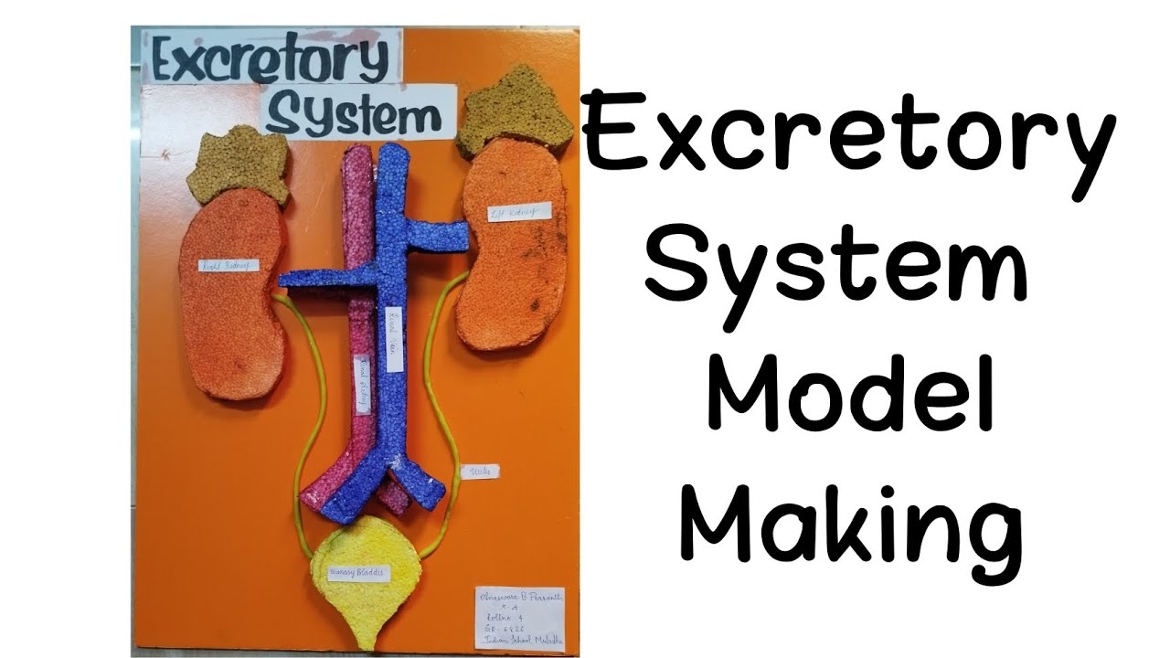 Excretory System | Model Making | School Project | 10th Grade | - YouTube