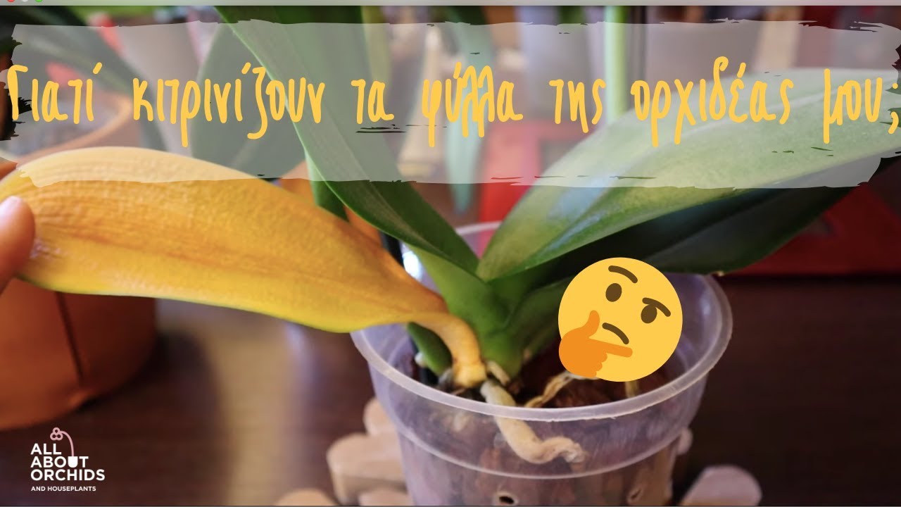 Γιατί κιτρινίζουν τα φύλλα της ορχιδέας μας. - YouTube