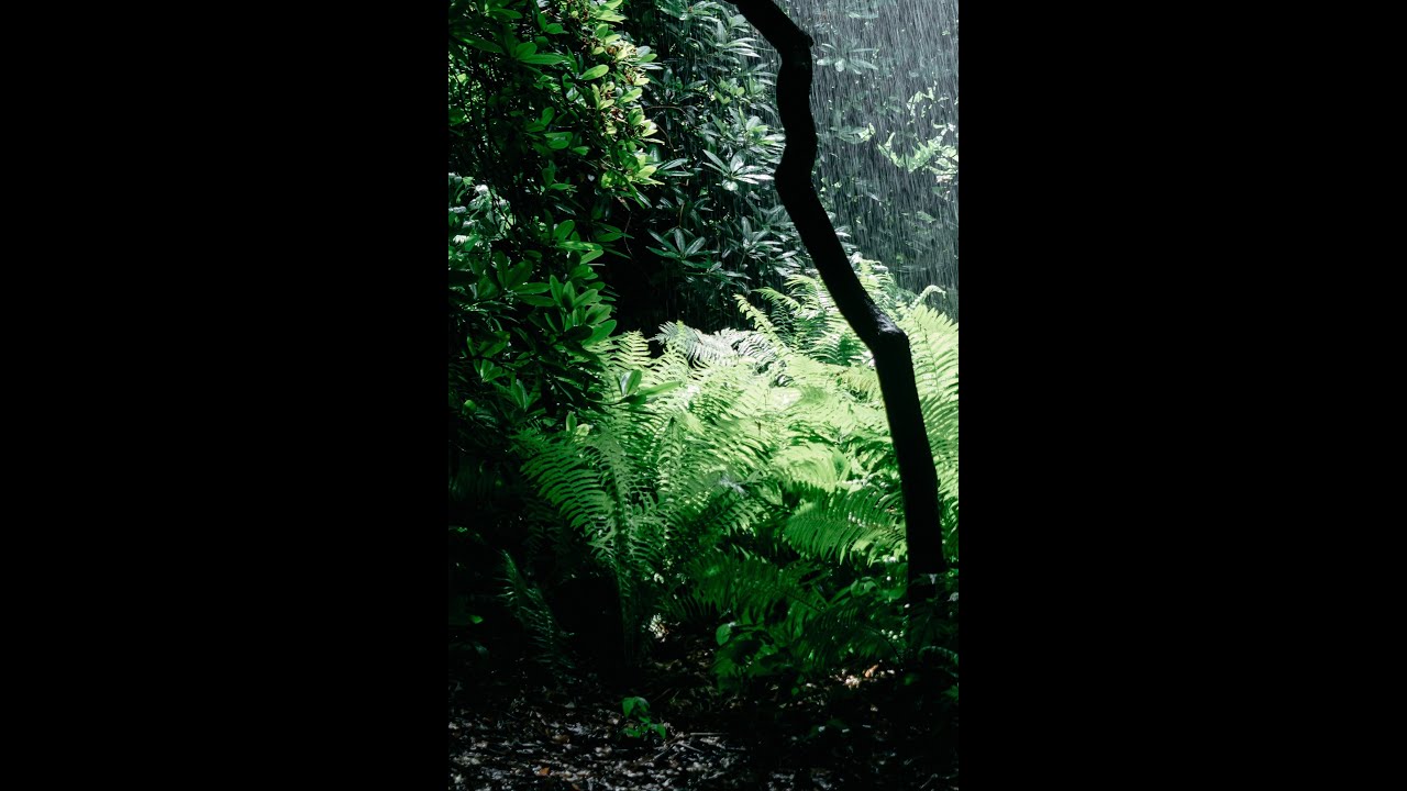 Rainy weather| Rains Today| its rain today | rain near me | rain | rain ...