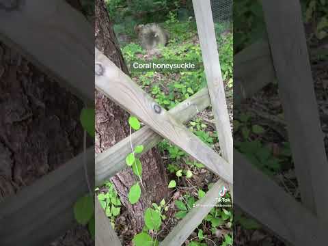 I guess I’m a vine lady