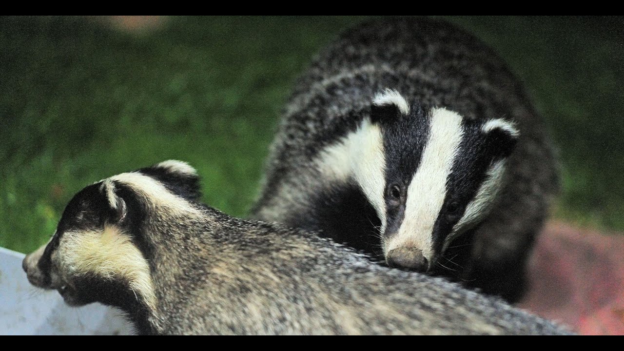 European badger twins dining in the garden - YouTube