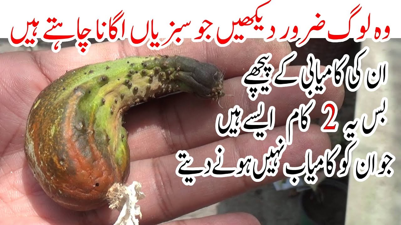 See those who want to grow vegetables | but always failed | Kitchen ...