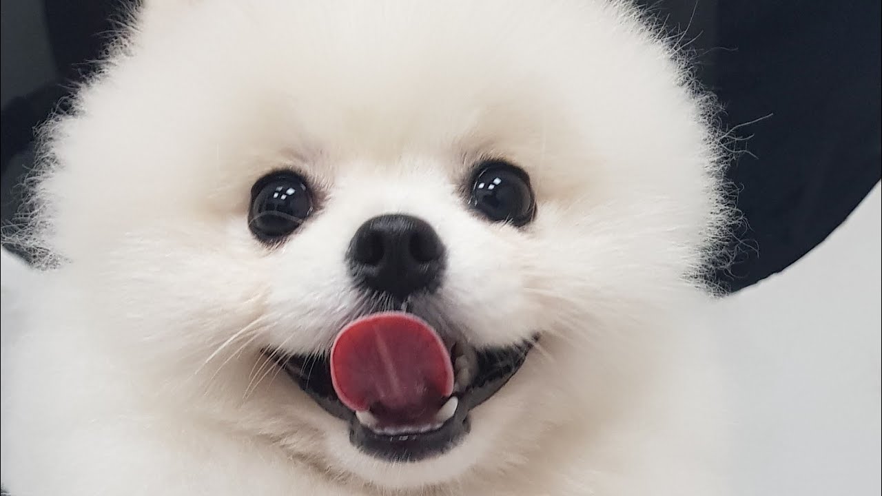 CASPER POMERANIAN BASIC GROOMING - YouTube