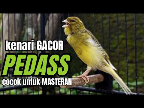 Masteran KENARI GACOR ngeroll panjang,Cuit Cuit Emosi AMPUH bikin kenari nyaut ,Masteran MURAI BATU