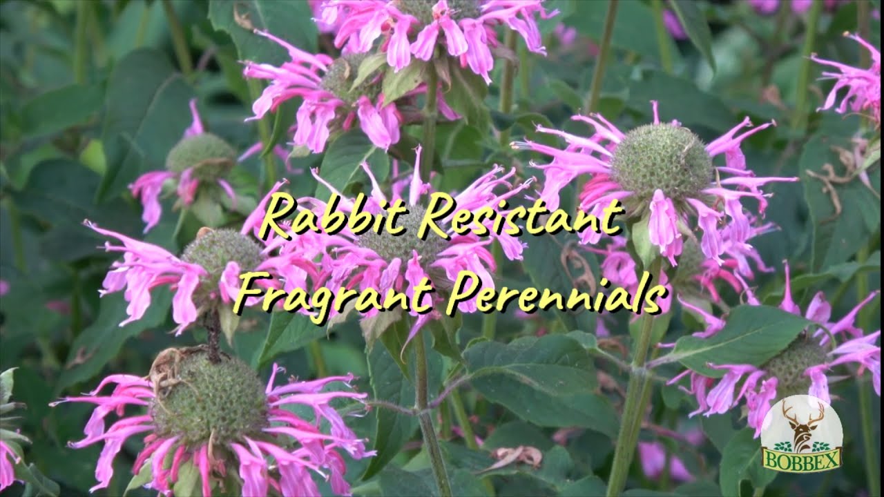Rabbit-Resistant Fragrant Perennials - YouTube