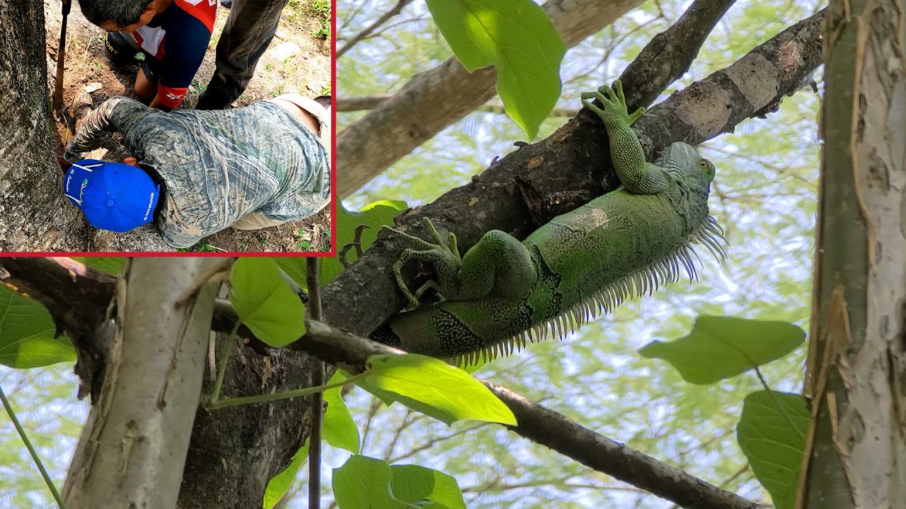 NUNCA HAGAS ESTO! MIRA COMO SACAN ESTE GARROBO Y LUEGO LO LIBERAN - YouTube