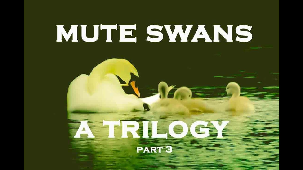 Mute Swans - A Trilogy - Part 3 Maude is nesting!! - YouTube