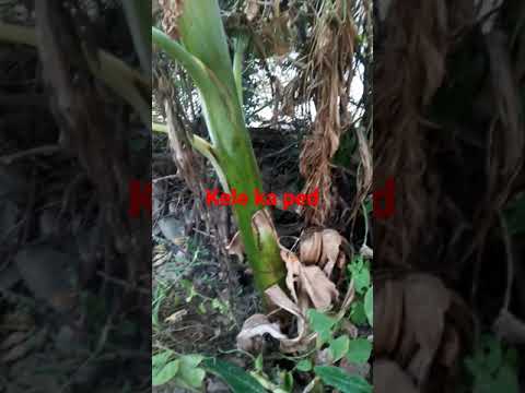 kele ka ped //tree of banana//by m. patidar - YouTube