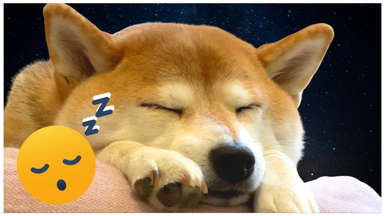 Cutest Shiba falling asleep 🥰 - YouTube