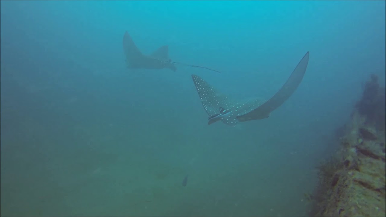 Nautilus wreck Gladstone Queensland - YouTube