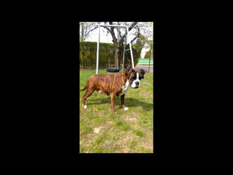 My boxer girl Paradise in 50th day of pregnancy