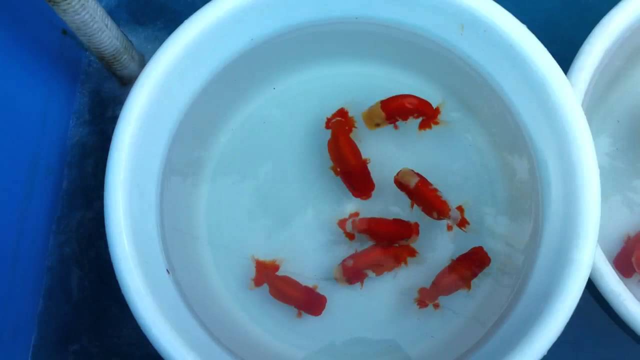Japanese Born Topview Ranchu GoldfishGarage.com - YouTube