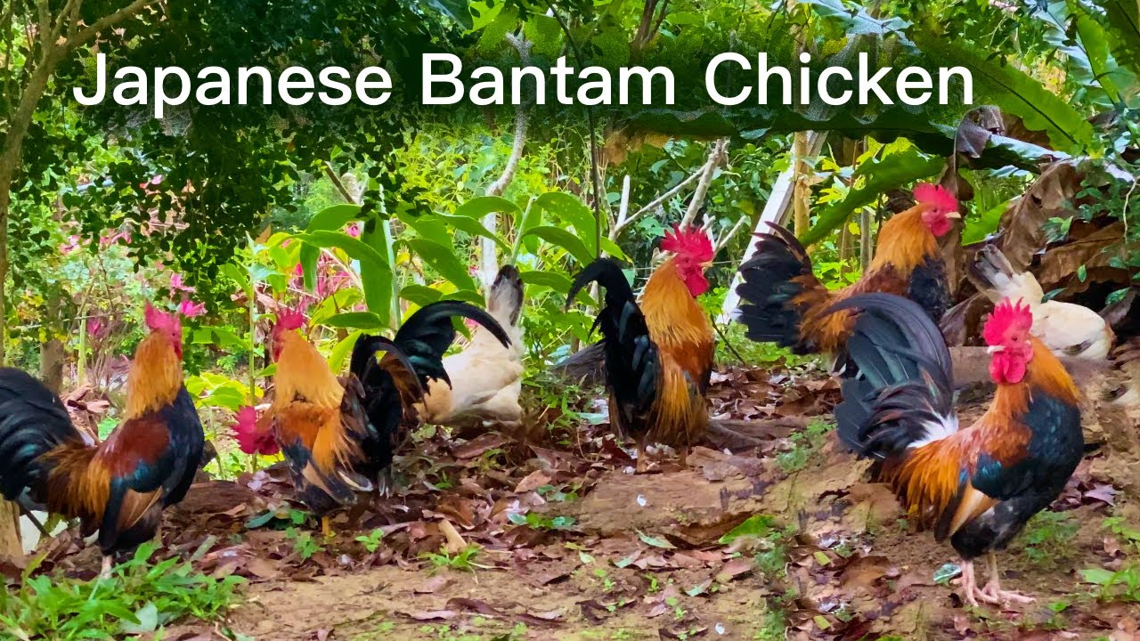 4K Japanese bantam chicken, a purely ornamental chicken breed, are pet ...