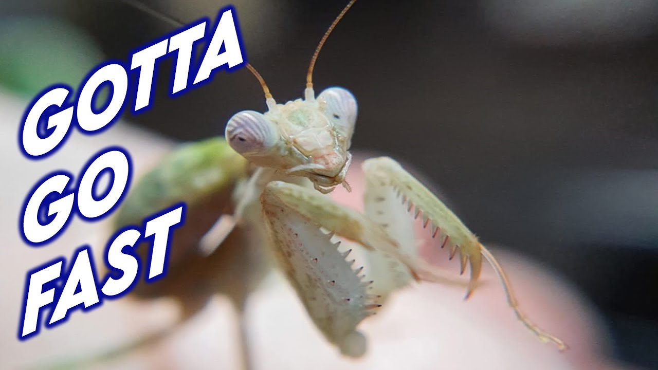 Update on Ghost Mantis communal and other creatures [UPDATE] - YouTube