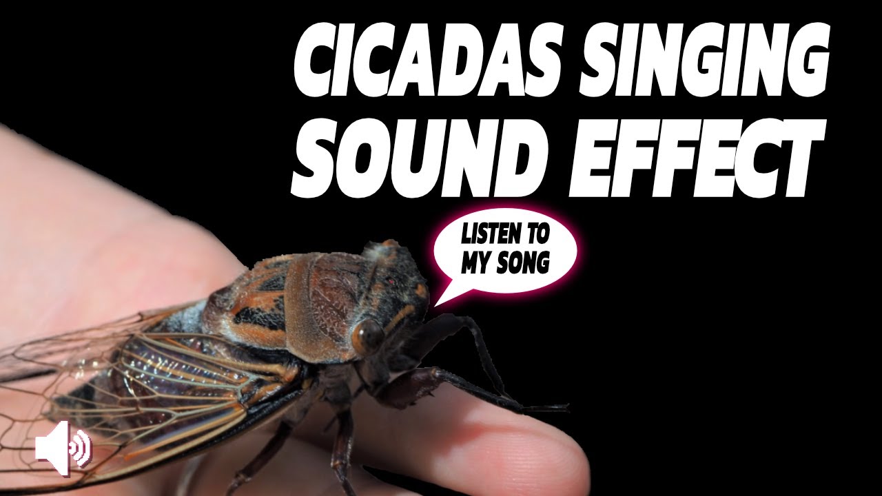 Summer Cicada Sounds In Southern Ontario Canada - YouTube
