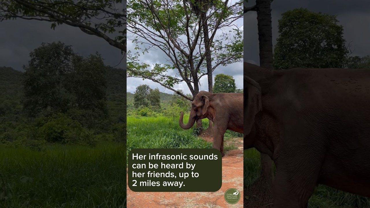 Elephants are amazing! This is Bambi. #elephant #wildlife #science ...