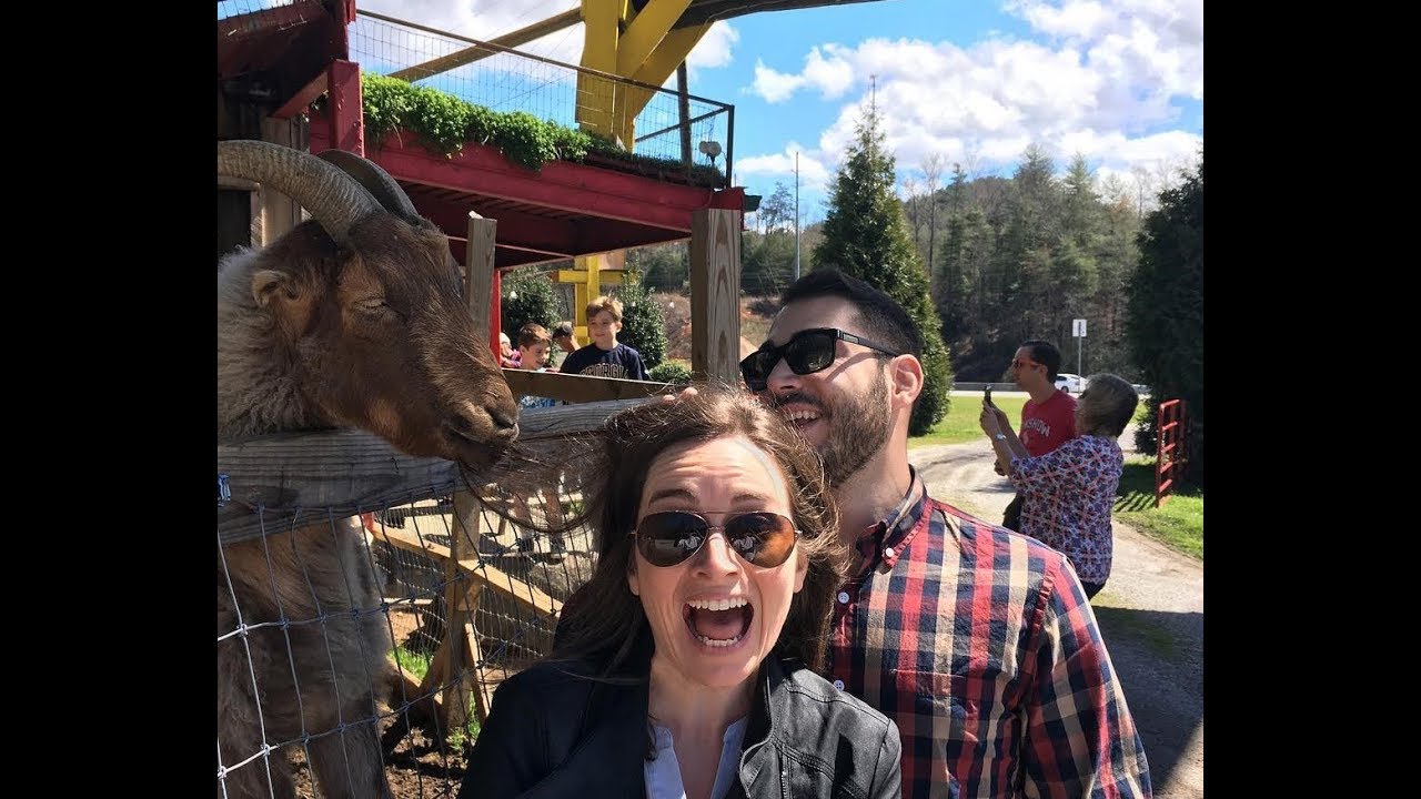 Goats On The Roof: Georgia's Can't-Miss Quirky Attraction - YouTube