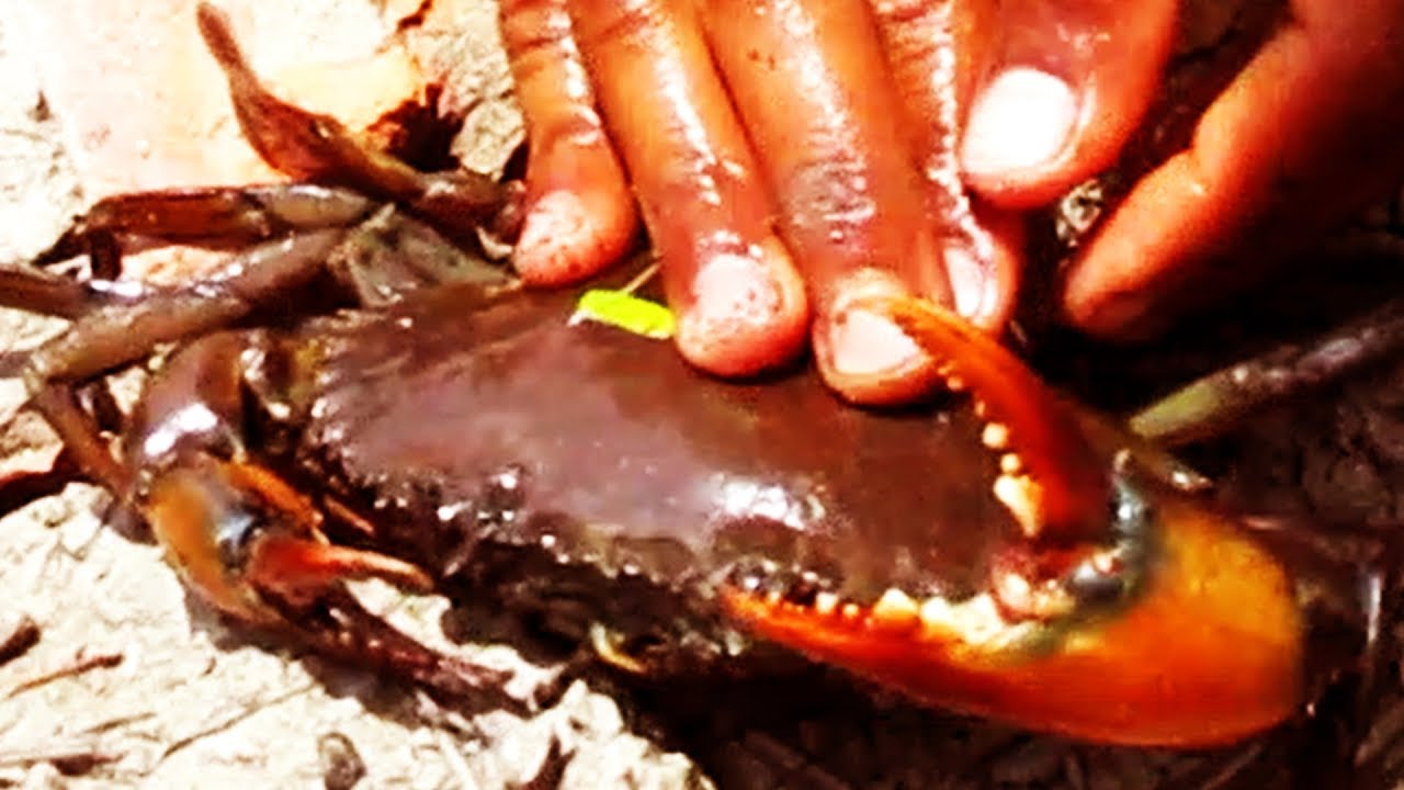 Big Crab!! And Lobster Cast Net Fishing | Best Fishing Video | Fishing ...