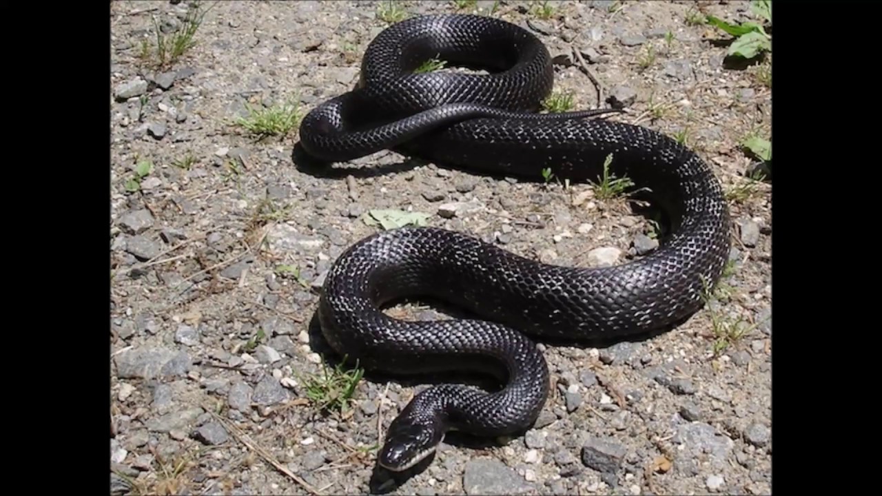 Black snake in the crawl space.(TERMINIX) - YouTube
