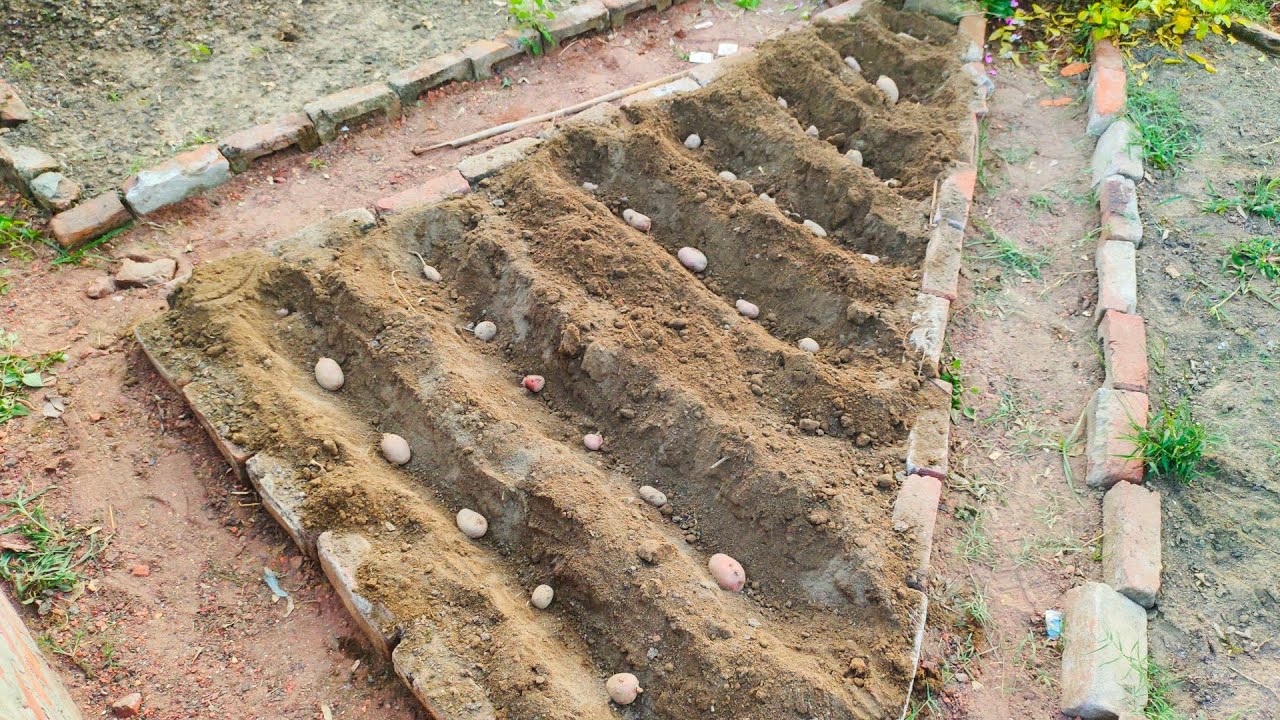 Complete Potato Planting Guide: Soil Prep, Spacing, and Care Tips - YouTube