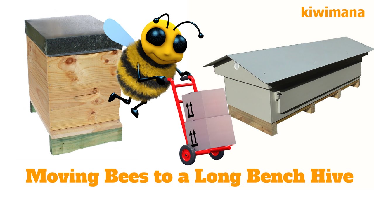 Moving Bees to a Long Bench Hive - YouTube