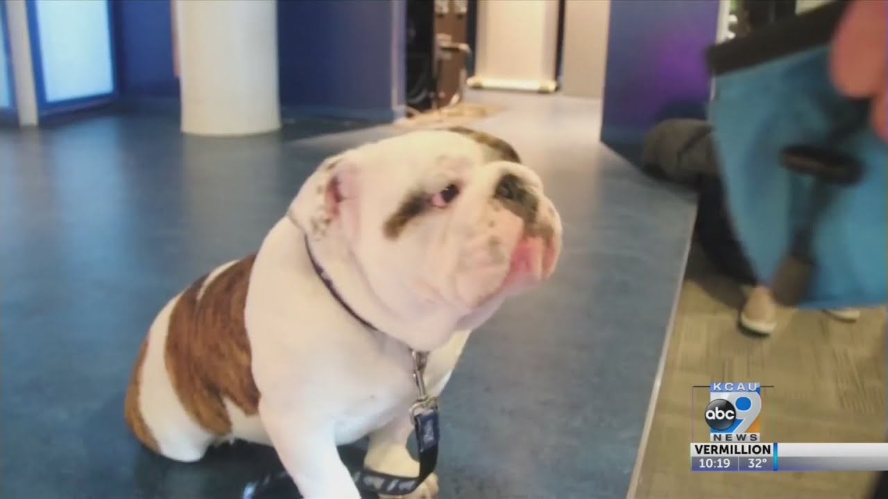 Drake University introduces "Griff II" - YouTube