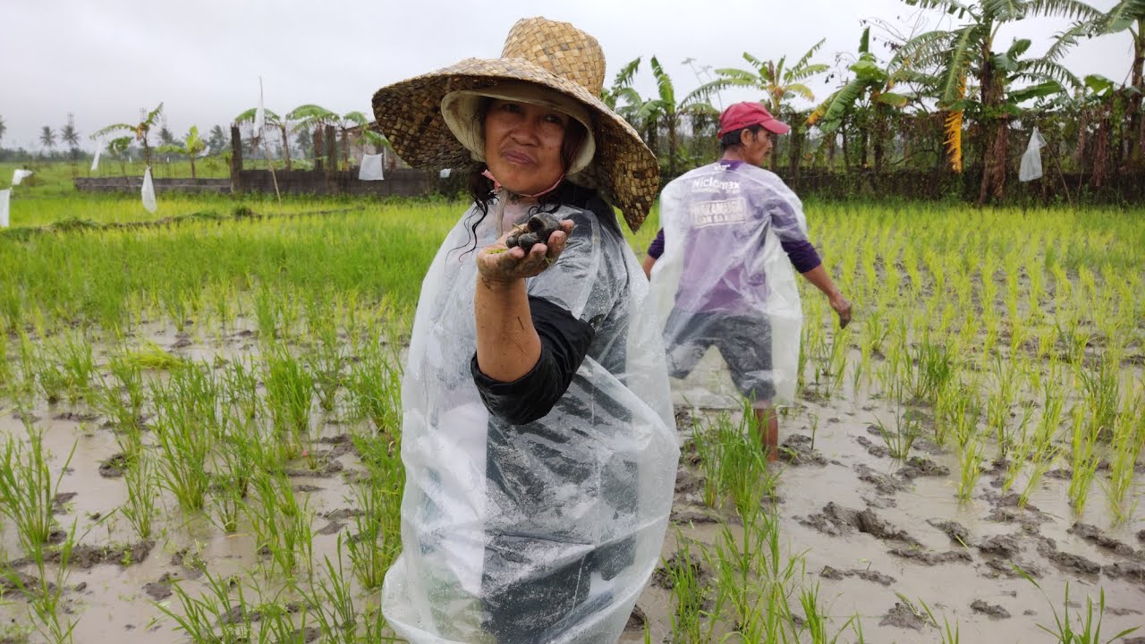 removing grass and replanting rice|Madam Kalaykay farm - YouTube