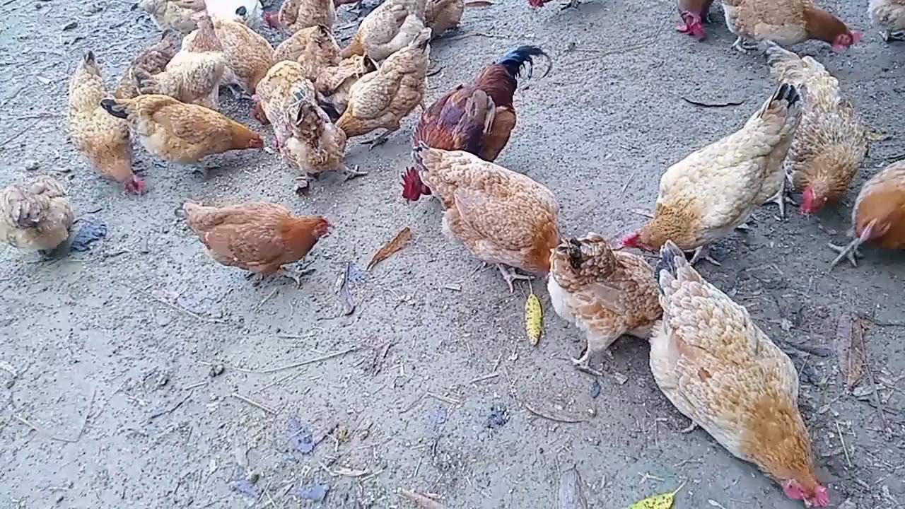 Update on the caber chickens - YouTube