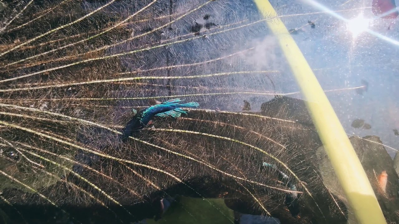 Betta fish farm - Sri Lanka - YouTube