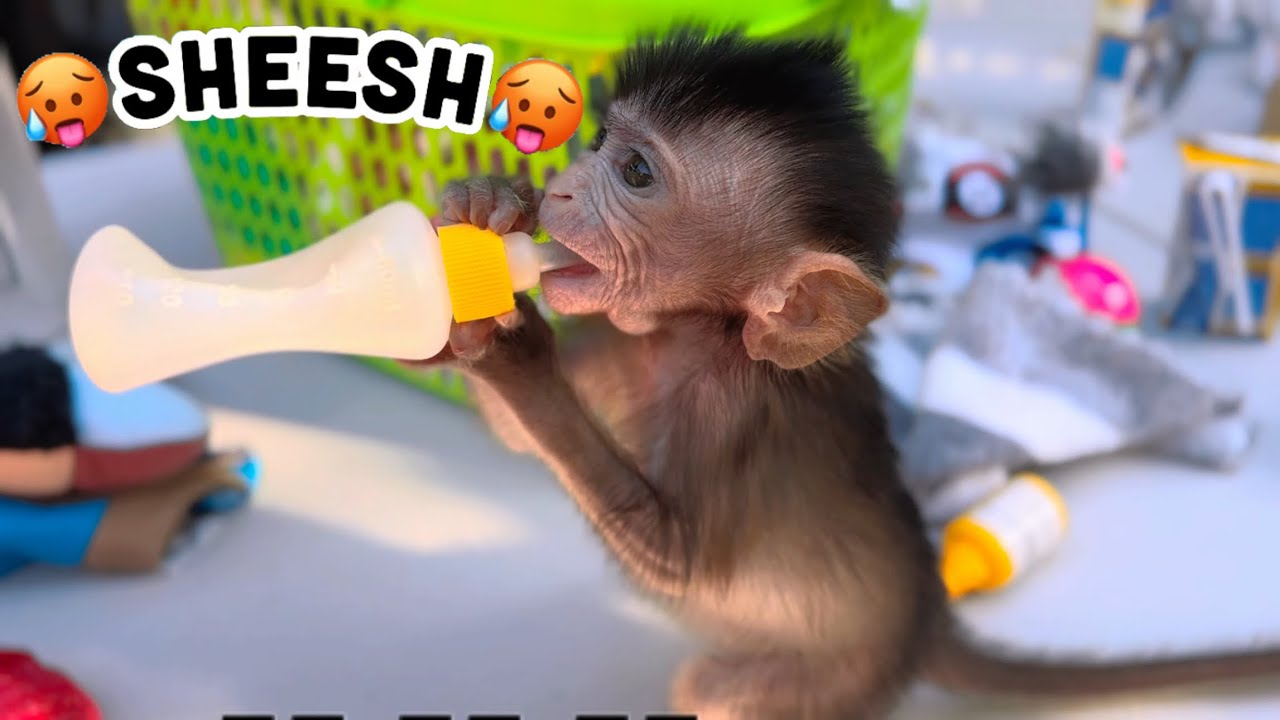 Muy pobre, el bebé mono Alan fue mordido por una hormiga, lo que le ...