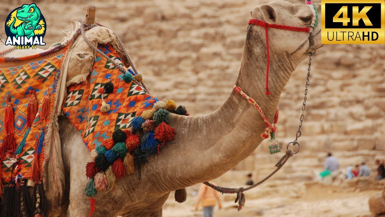 Cute Camel Sound | Cute Camel | Animal Sounds for Children | Animal ...