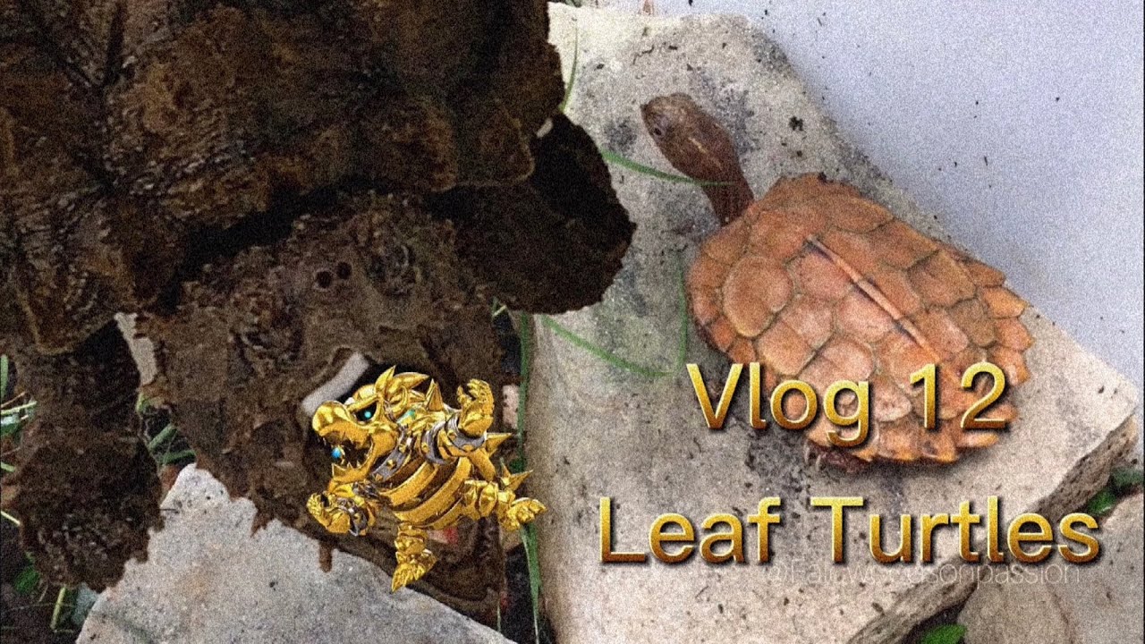 Vlog 12 Black Breasted Leaf Turtles and Baby Alligator Snapping Turtles - YouTube