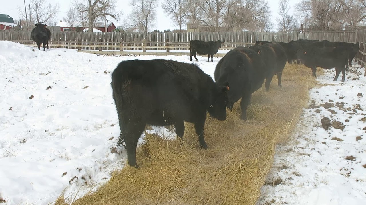 Wild Mexican fighting cattle.... - YouTube