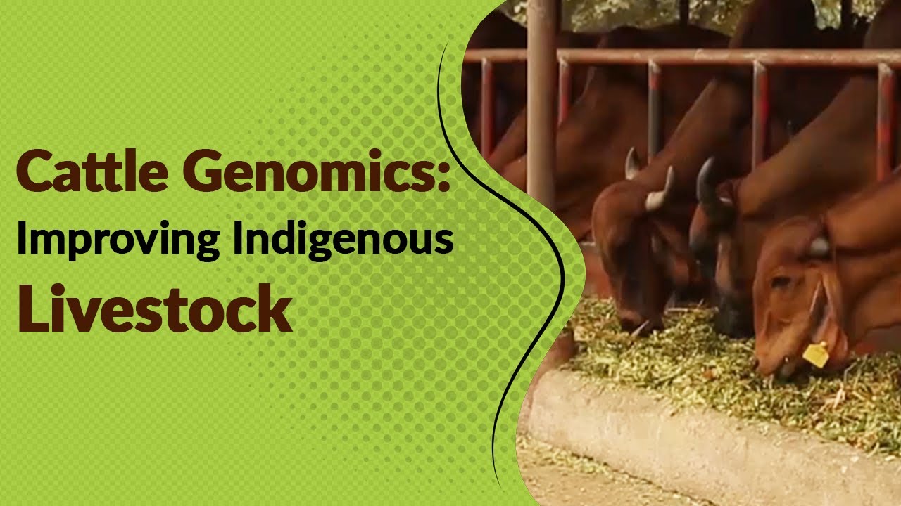 Improving #Indigenous Livestock - YouTube