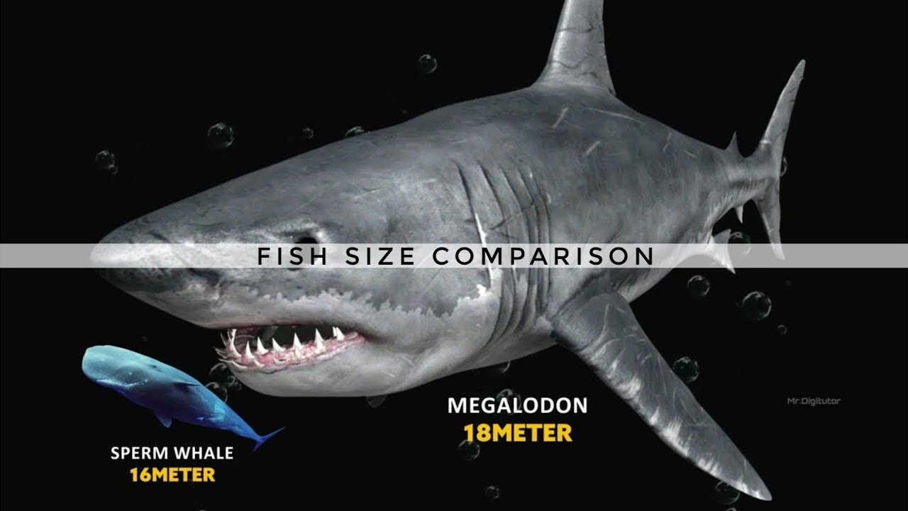 Fish Size Comparison: Which is the Biggest? - YouTube