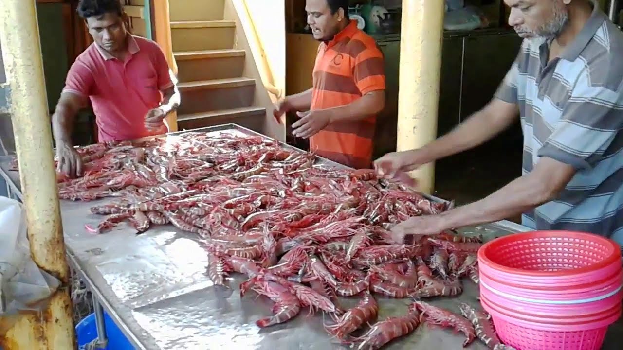 World's Most Expensive Tiger Prawns | How We Process The Best Fish For ...