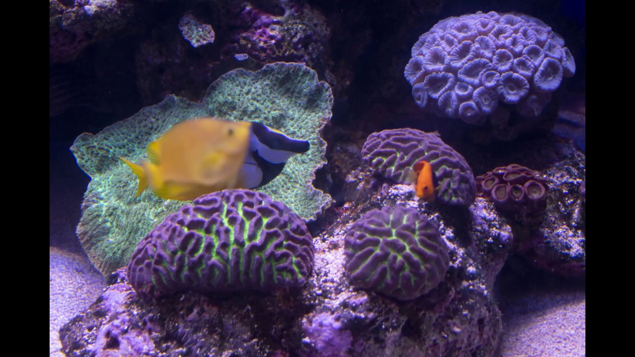 ACQUARIO PALMA DI MAIORCA SPAGNA AQUARIUM MAJORCA MALLORCA SPAIN PHOTO ...
