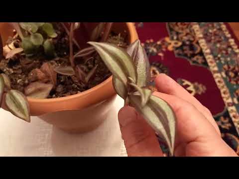 ŞEMKİRLİ ZEYNEBİN EV GÜLLERİ