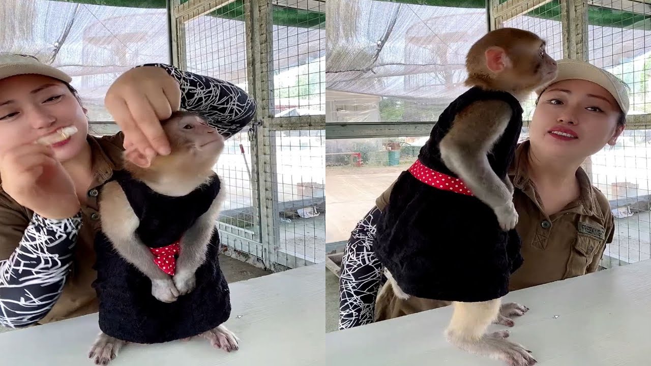 Madam Jane feeding monkey at China Zoo , She carry new baby monkey ...