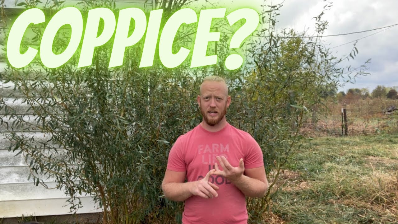 What is coppice Silvoculture? And why should you have it on your farm ...