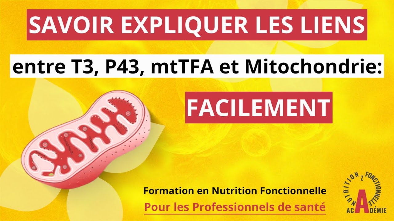 Savoir expliquer les liens entre T3, P43, mtTFA et Mitochondrie ...