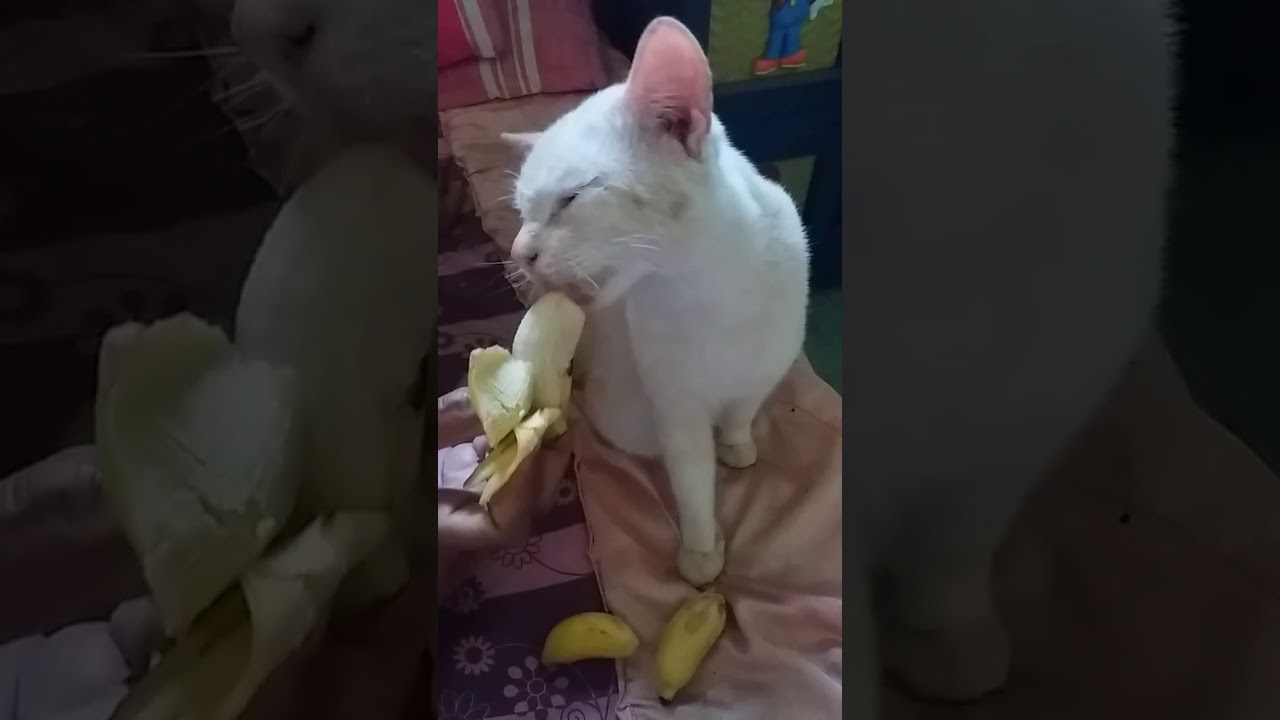 kucing cute sarapan pisang (part 2) - YouTube