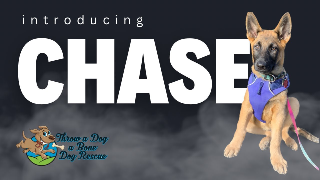 Meet Chase, an adoptable puppy - YouTube