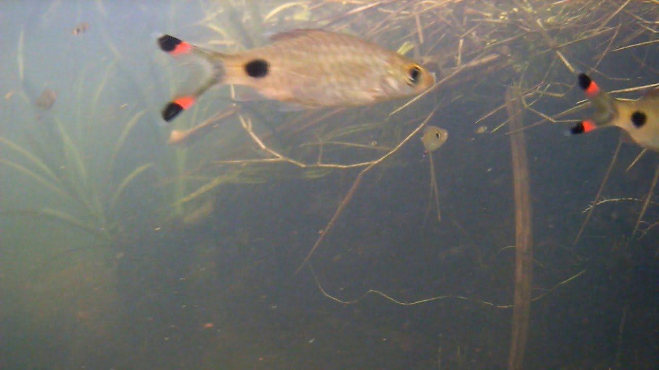 Thamirabarani river Native fishes part 2 - YouTube