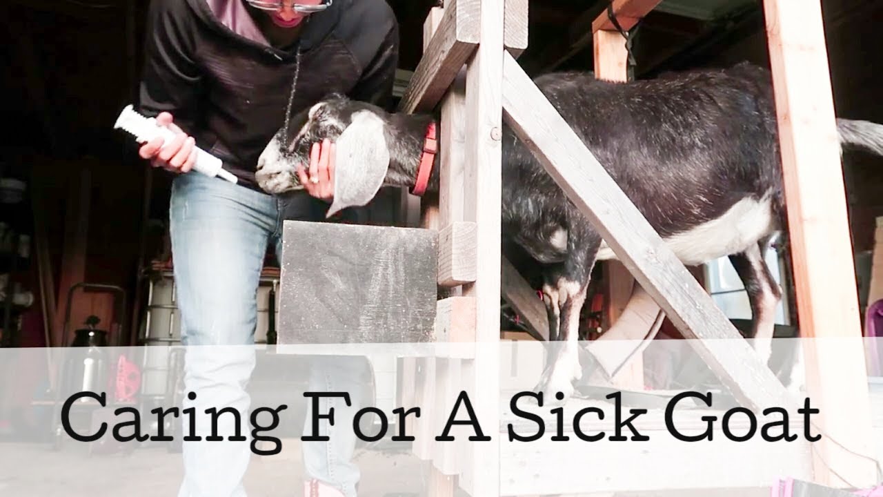 Depressed Sick Goat Treatment - YouTube