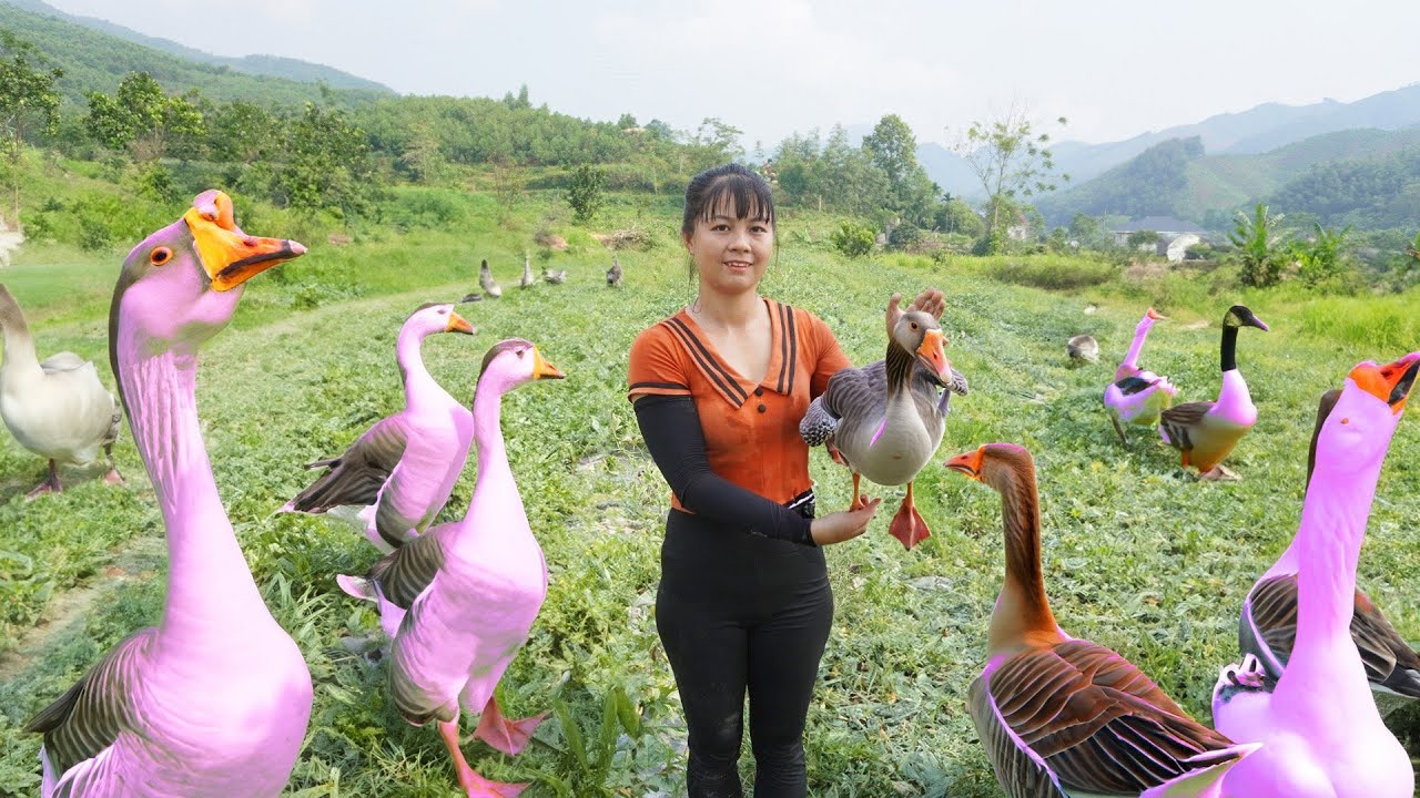 Harvesting Geese Go To Market Sell, Buy Baby Geese To Raise | New Free ...