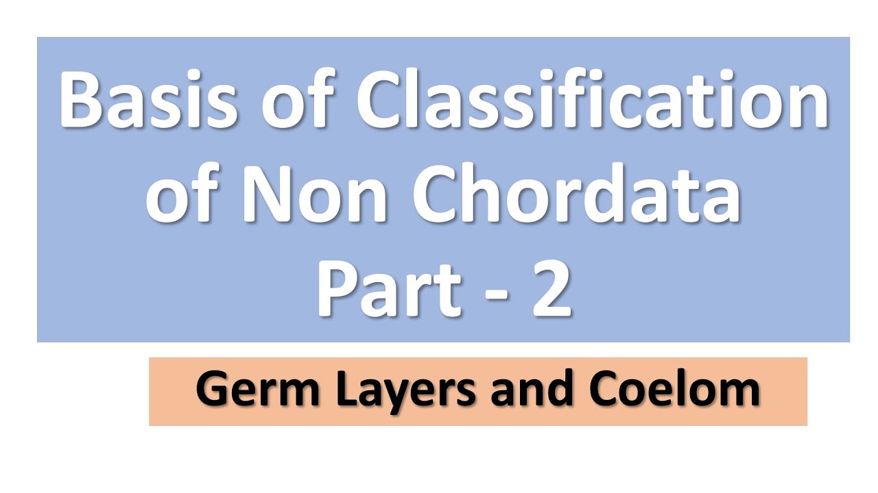Basis of Classification of Non Chordata - Part 2 - Dr. Indu Yadav - YouTube