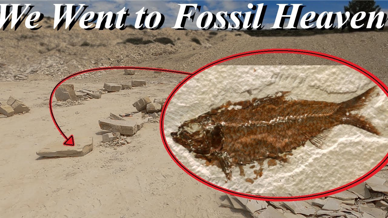 I FINALLY Went to my Top Bucket List Site! Digging the Fossil Fish ...