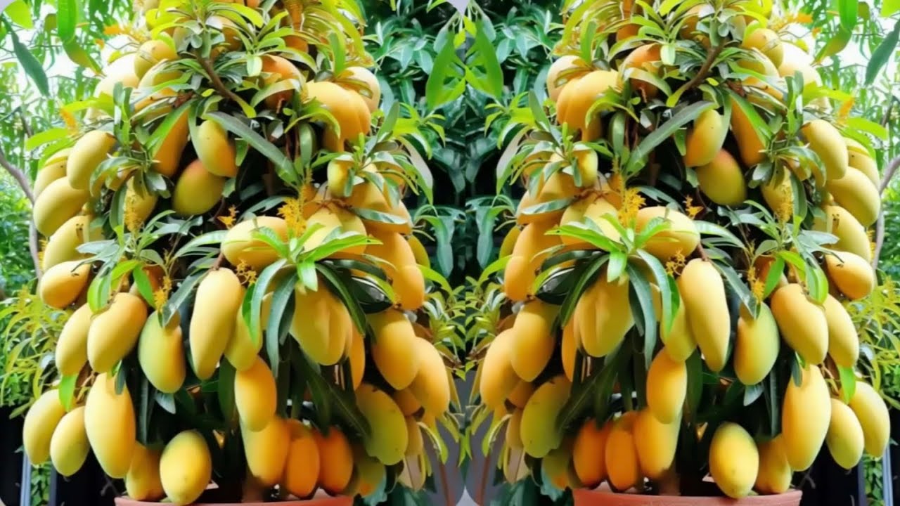 How to Grow Mango Tree from Cutting with Aloe Vera to take Roots and ...