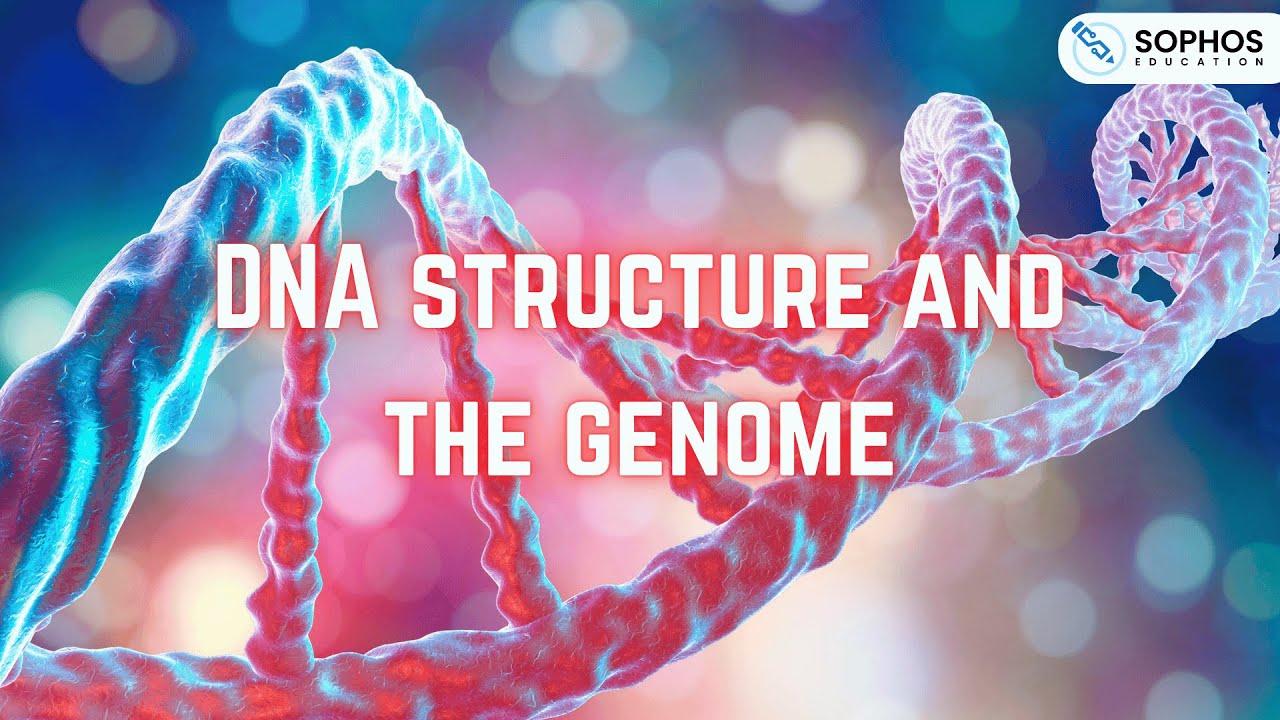 DNA Structure and the Genome - YouTube